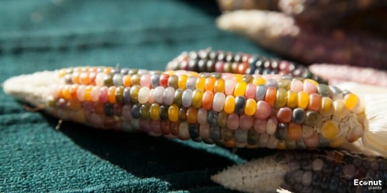 17 Types of Corn with Names and Pictures