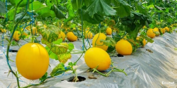 22 Watermelon Varieties: A Complete List with Names and Images