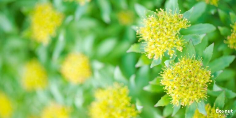25 Yellow-Flowered Shrubs and Trees for Your Yard