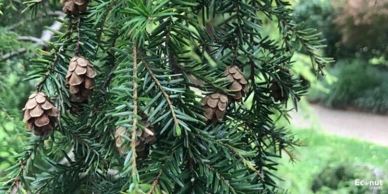17 Shade Tolerant Evergreen Trees for Shady Gardens