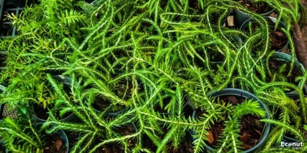 21 Different Ferns Types for Indoor Garden