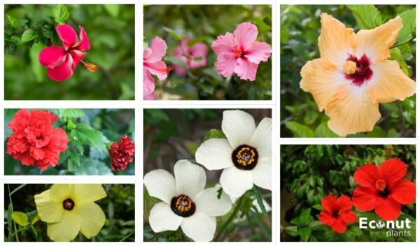 32 Different Types of Hibiscus Varieties You Can Grow In Your Garden