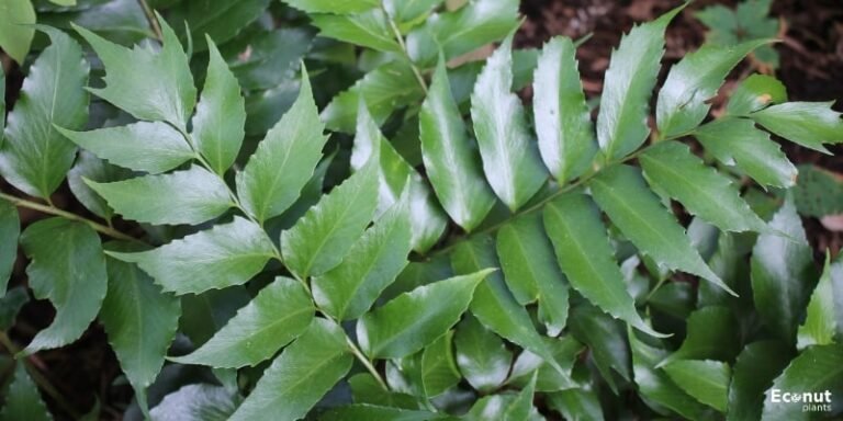 21 Different Ferns Types for Indoor Garden