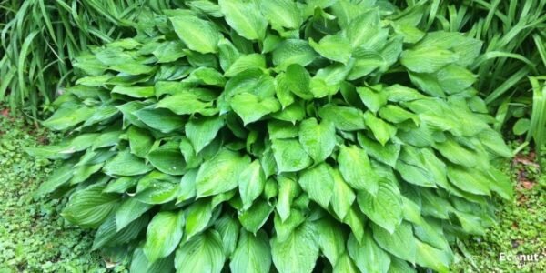 25 Loving Perennials for Shade Gardens in Zone 5