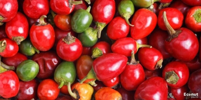21 Unique Hot Pepper Varieties