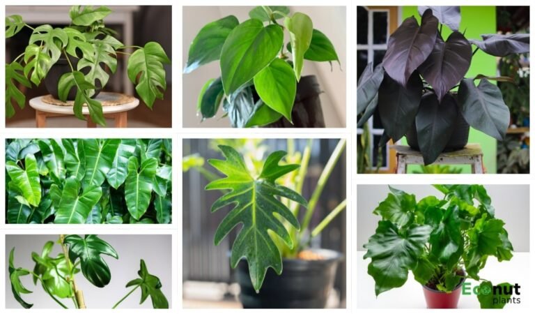 Indoor Philodendrons: 25 Varieties for You