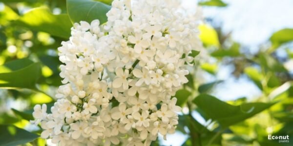 25 Lilac Varieties: Various Lilac Cultivar Types