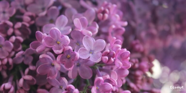 25 Lilac Varieties: Various Lilac Cultivar Types