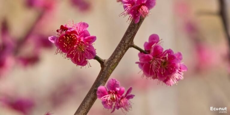 21 Types of Pink Flowering Trees for Your Home or Gardens