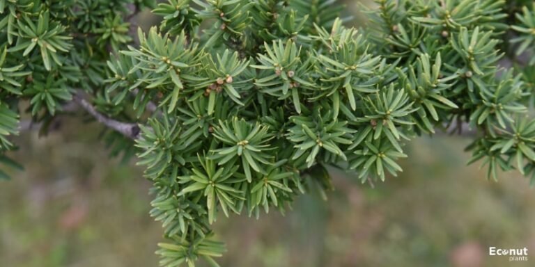 17 Shade Tolerant Evergreen Trees for Shady Gardens