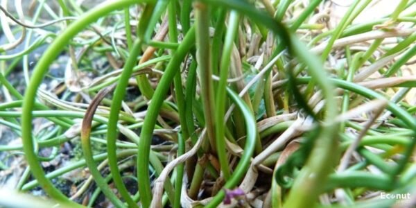 27 Ideal Plants for Container Gardens in the Winter