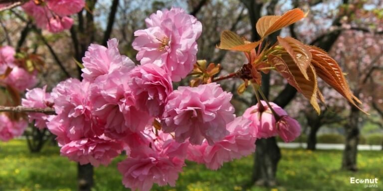 21 Types of Pink Flowering Trees for Your Home or Gardens