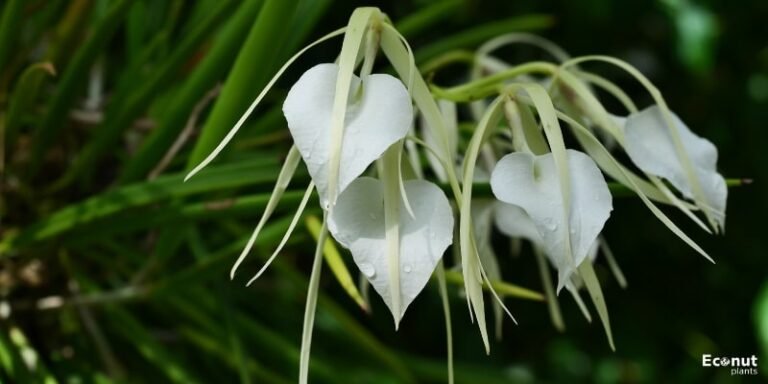 25 Different Types of Orchids: Orchids Varieties with pictures