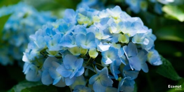 15 Purple Hydrangea Varieties with Names and Pictures