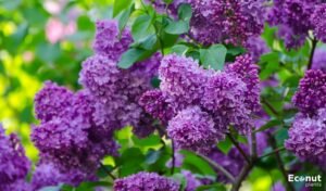 25 Lilac Varieties: Various Lilac Cultivar Types