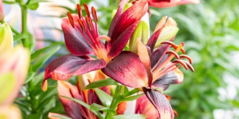 Red Lily Varieties: 15 Types for Your Flowerbeds