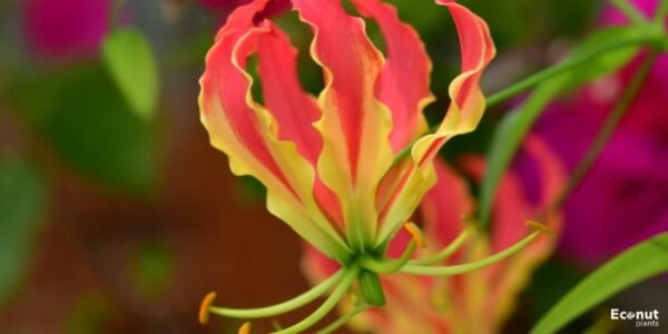 Red Lily Varieties: 15 Types for Your Flowerbeds