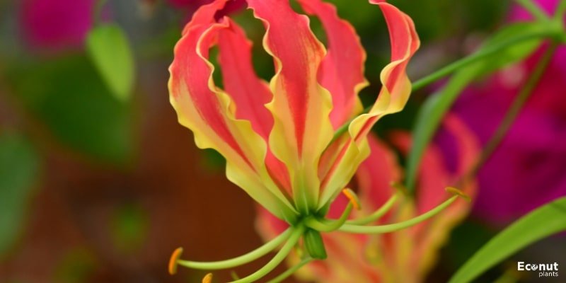 Red Lily Varieties: 15 Types for Your Flowerbeds