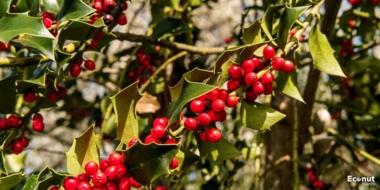 17 Shade Tolerant Evergreen Trees for Shady Gardens