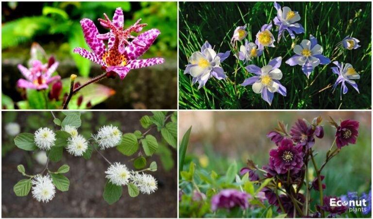 25 Loving Perennials for Shade Gardens in Zone 5