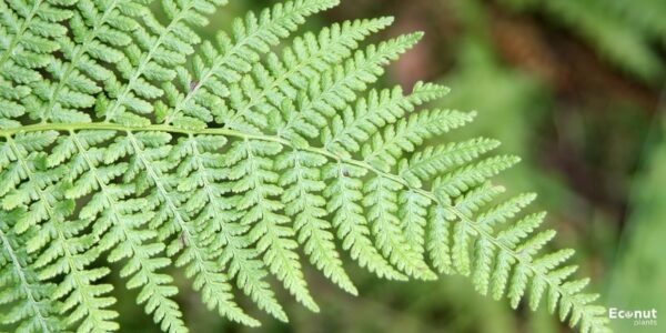 21 Different Ferns Types for Indoor Garden