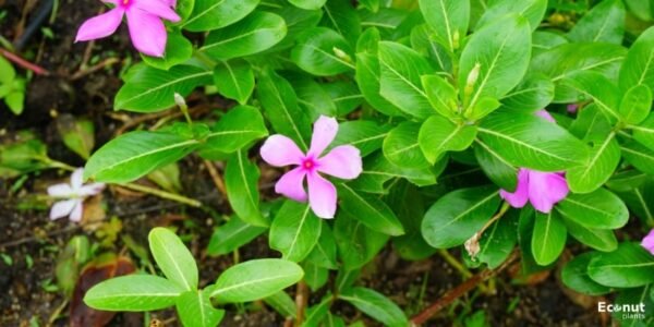 21 Low-Maintenance Plants That Grow in Full Sun
