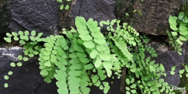 21 Different Ferns Types for Indoor Garden