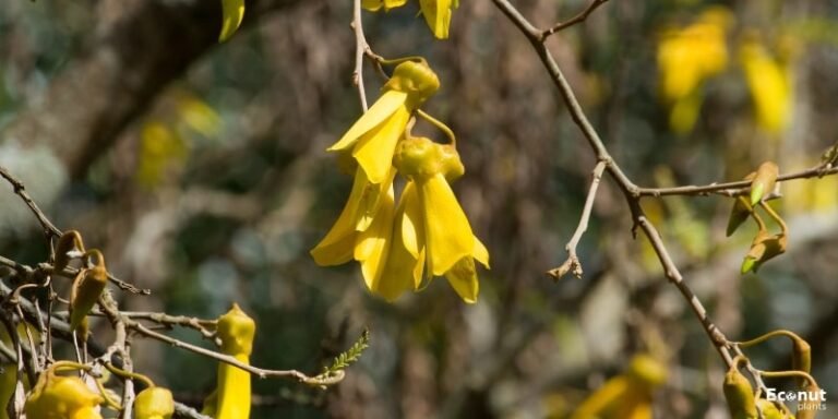 Hawaiian Flowers: 21 Unique Varieties Exclusive to Hawaii