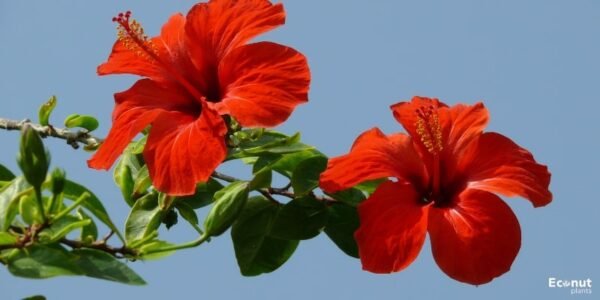 Hawaiian Flowers: 21 Unique Varieties Exclusive to Hawaii