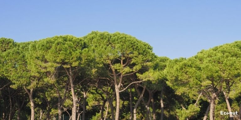 30 Different Types of Pine Trees with Images