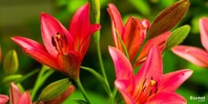Red Lily Varieties: 15 Types for Your Flowerbeds
