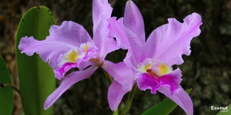 18 Types of Purple Orchids for Indoor and Outdoor Gardens
