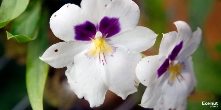 25 Different Types of Orchids: Orchids Varieties with pictures