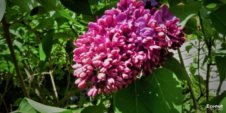 25 Lilac Varieties: Various Lilac Cultivar Types