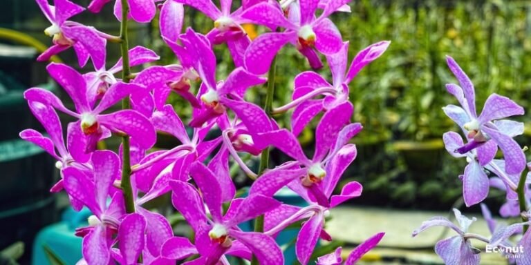 25 Different Types of Orchids: Orchids Varieties with pictures