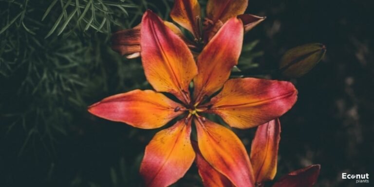 Red Lily Varieties: 15 Types for Your Flowerbeds