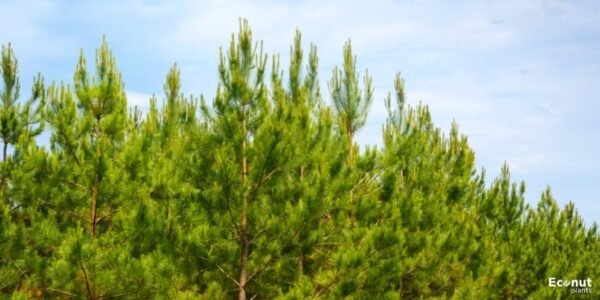 30 Different Types of Pine Trees with Images