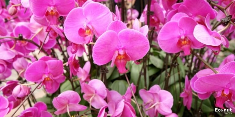 25 Different Types of Orchids: Orchids Varieties with pictures