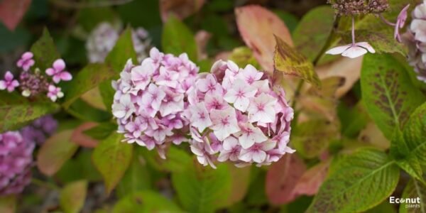 15 Purple Hydrangea Varieties with Names and Pictures