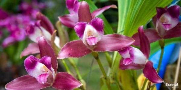 25 Different Types of Orchids: Orchids Varieties with pictures