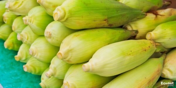 17 Types of Corn with Names and Pictures
