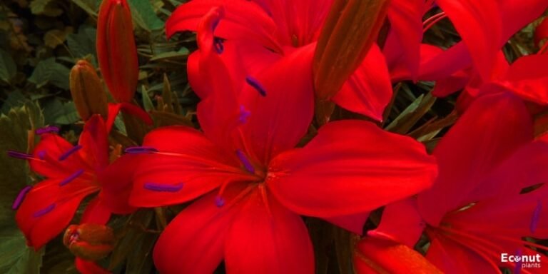 Red Lily Varieties: 15 Types for Your Flowerbeds