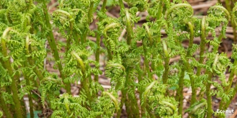 21 Different Ferns Types for Indoor Garden