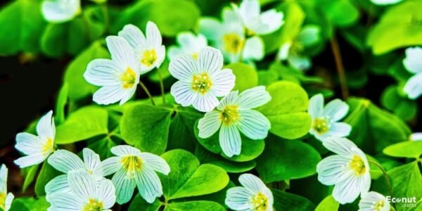 20 Amazing Indoor White-Flowering Houseplants