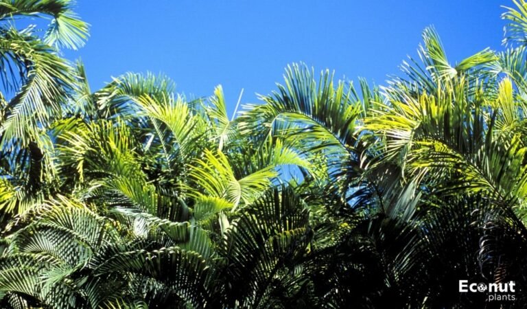 21 Palm Tree Varieties You Can Grow Indoors
