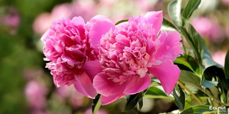 35 Best Perennial Flowers: Names and Images