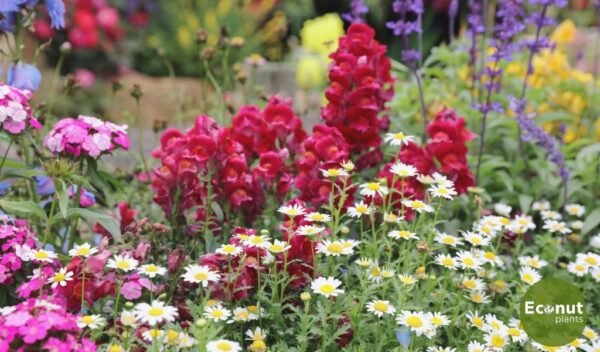 35 Best Perennial Flowers: Names and Images