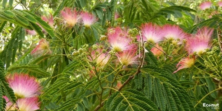 21 Types of Pink Flowering Trees for Your Home or Gardens