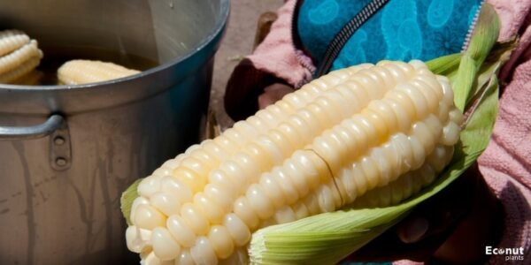 17 Types of Corn with Names and Pictures