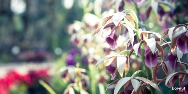 18 Types of Purple Orchids for Indoor and Outdoor Gardens